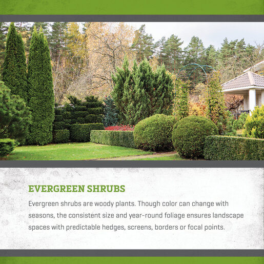 Buxus Sinica var. Insularis Sunburst Variegated Korean Boxwood | SiteOne