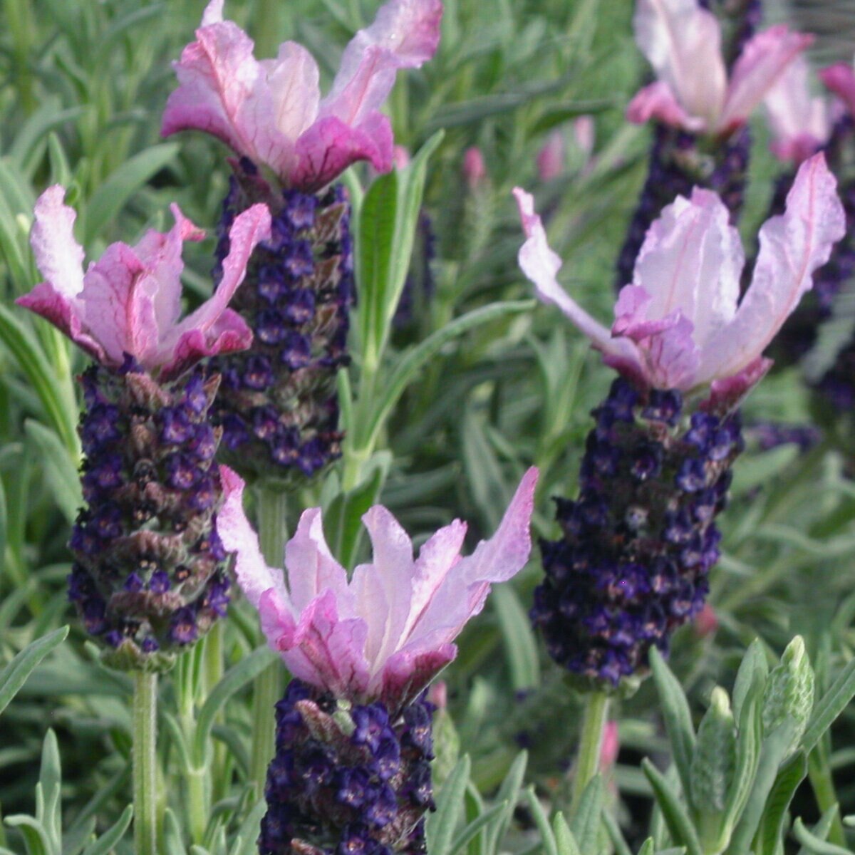 Lavandula stoechas Ruffles Blueberry Ruffles Spanish Lavender | SiteOne US