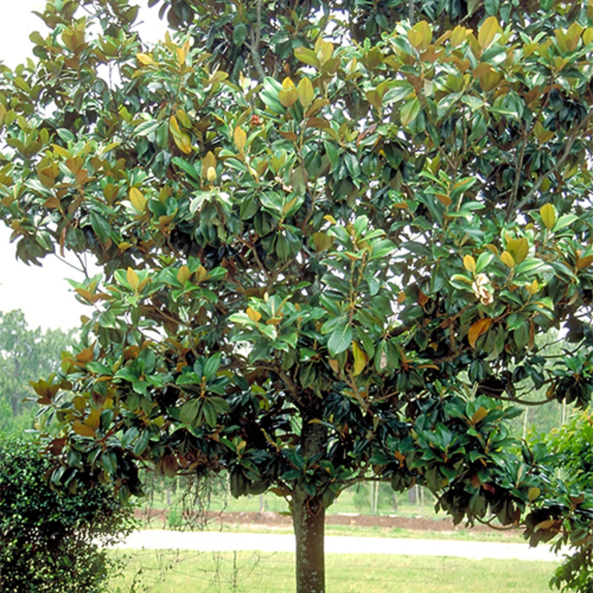 Magnolia Grandiflora Majestic Beauty Southern Magnolia | SiteOne