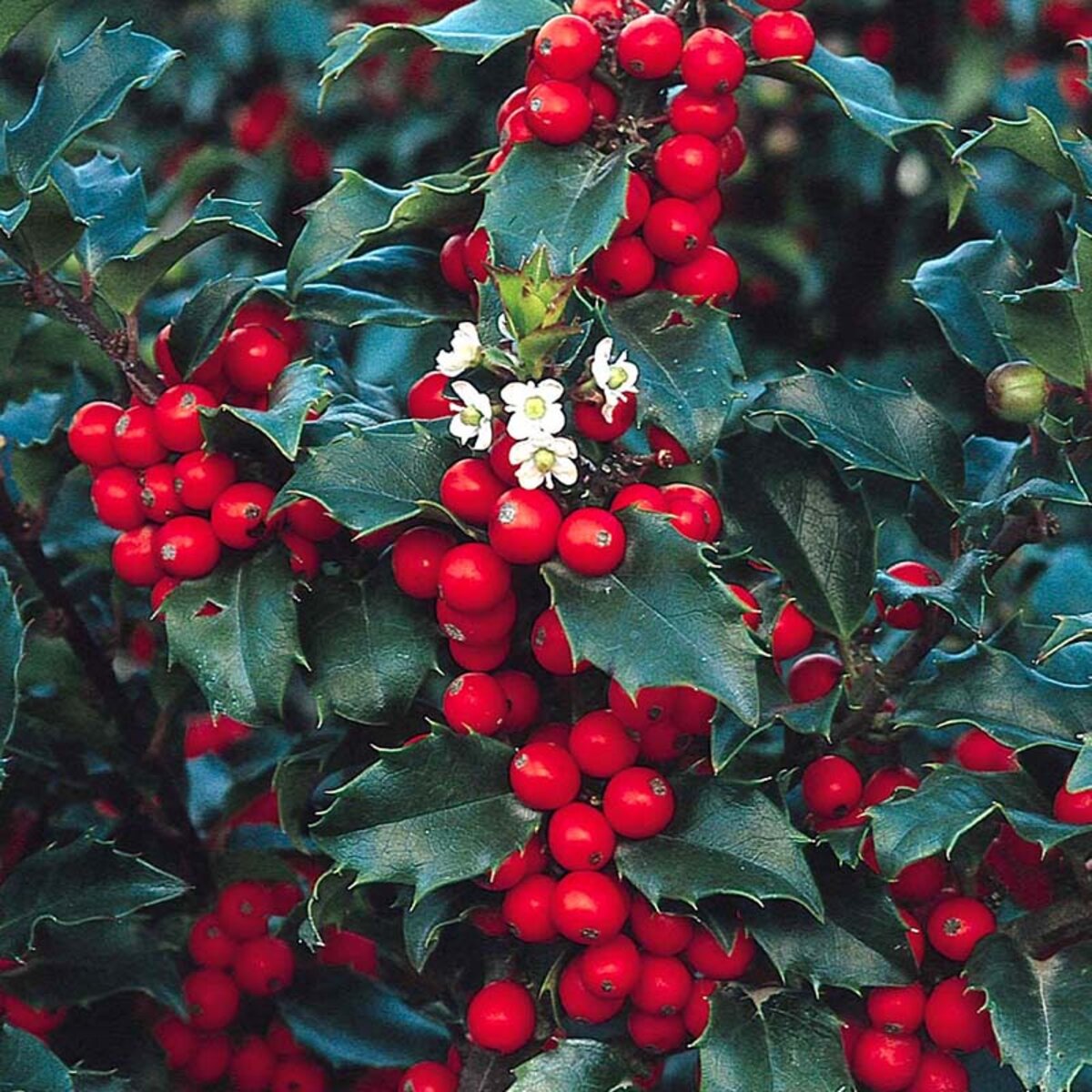 Ilex x meserveae Berri-Magic Royalty Monrovia Blue Holly Combination ...