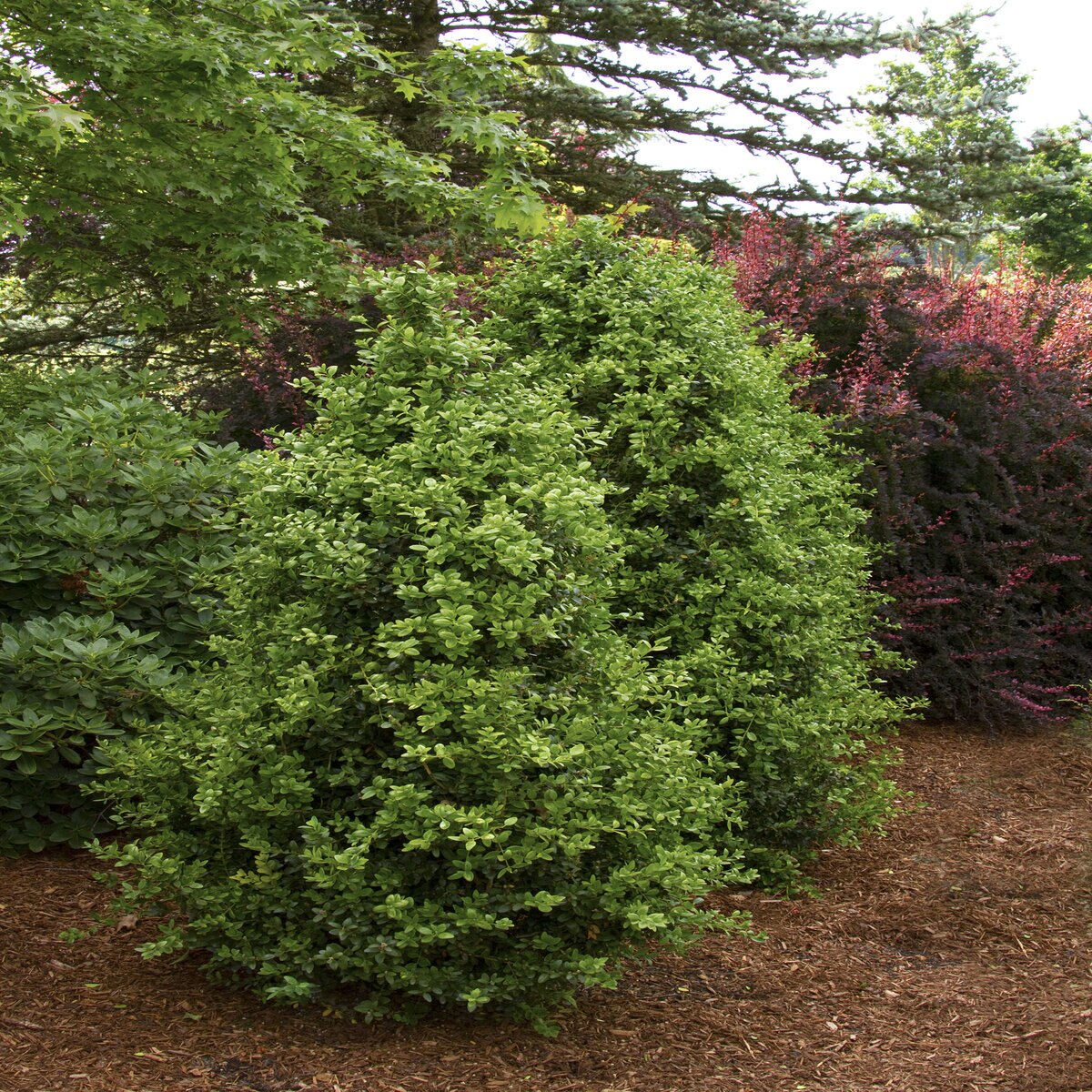 Buxus Sempervirens Green Tower American Boxwood | SiteOne