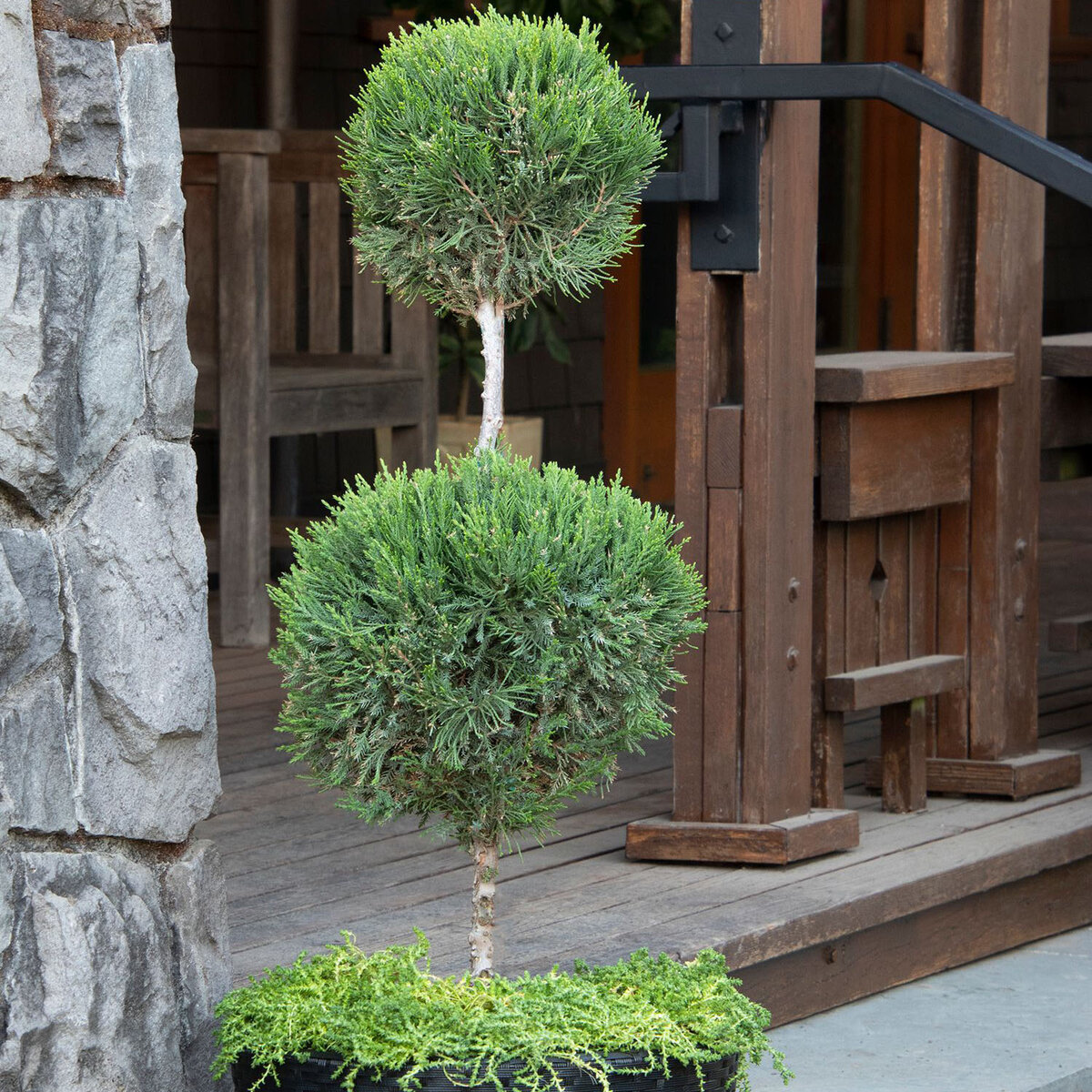 Juniperus chinensis Mint Julep Monrovia Chinese Juniper | SiteOne US