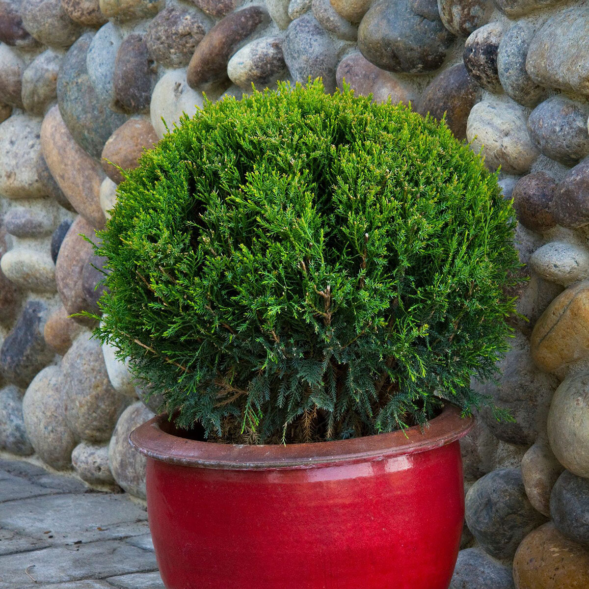 Juniperus chinensis Mint Julep Monrovia Chinese Juniper | SiteOne US