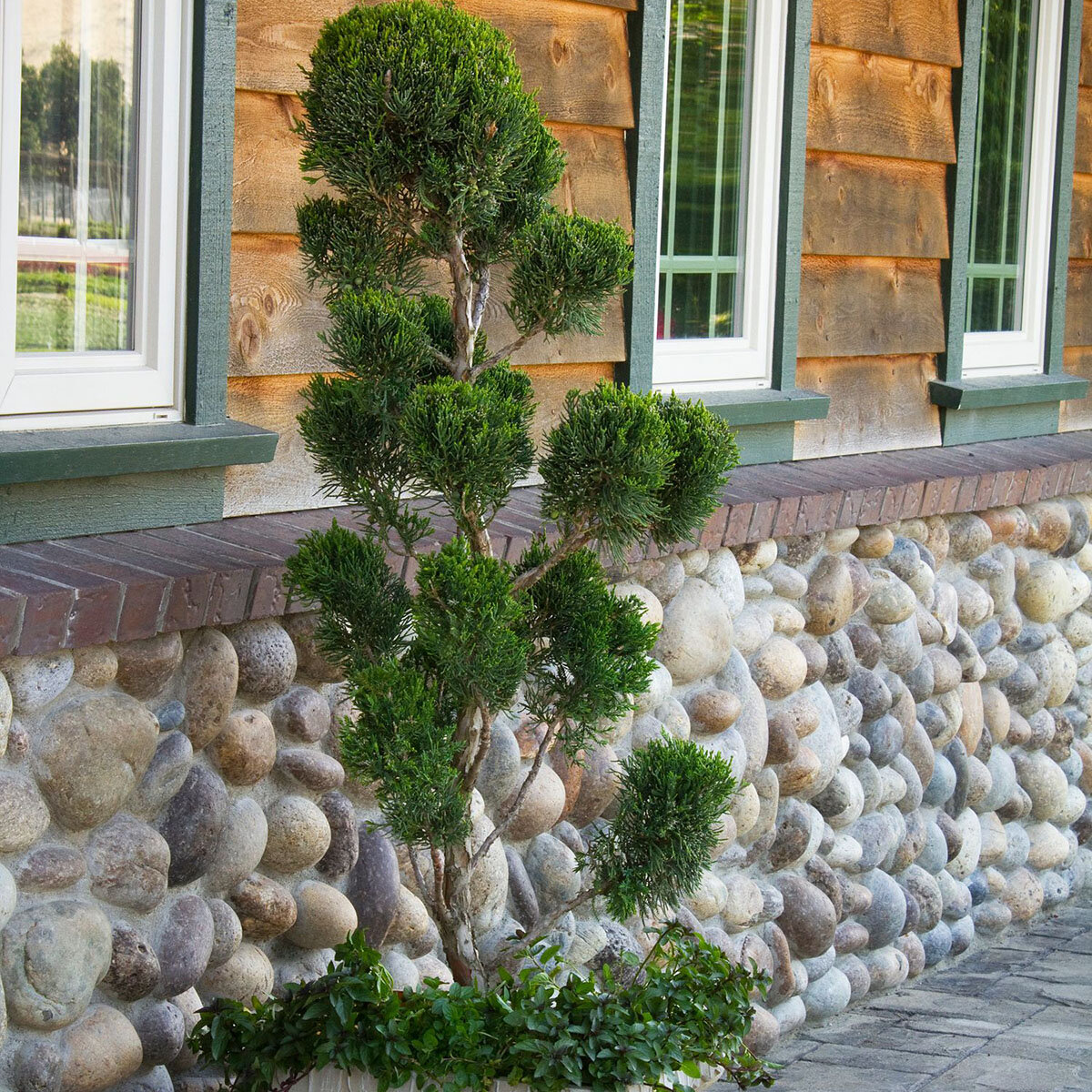 Juniperus chinensis Mint Julep Monrovia Chinese Juniper | SiteOne US