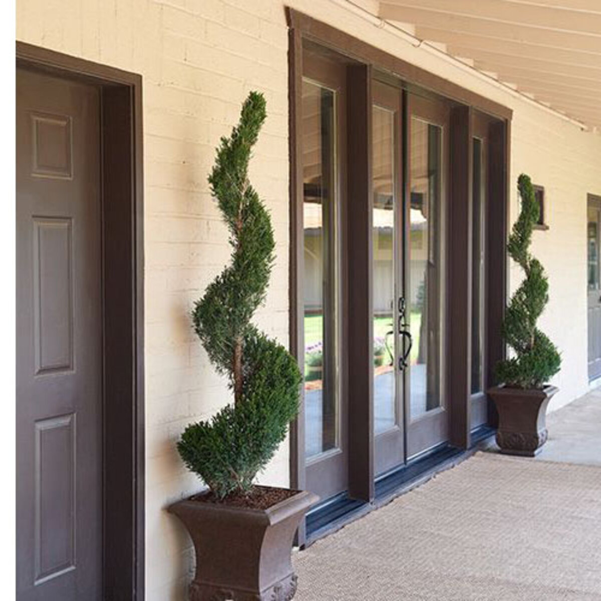 Juniperus chinensis Mint Julep Monrovia Chinese Juniper | SiteOne US
