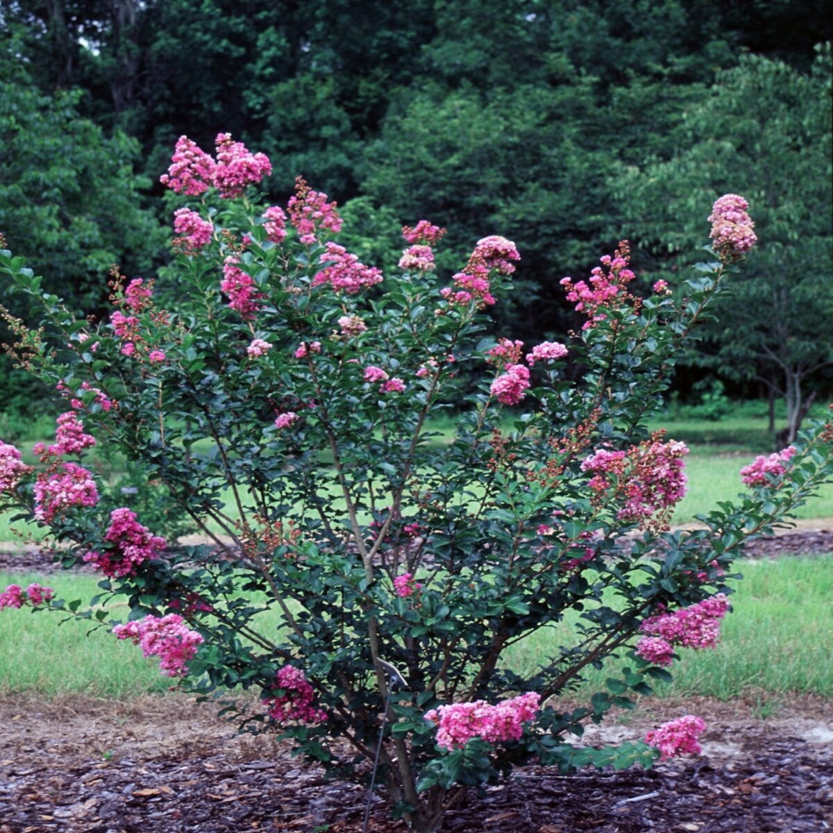 Lagerstroemia Indica X Fauriei Zuni Crape Myrtle | SiteOne