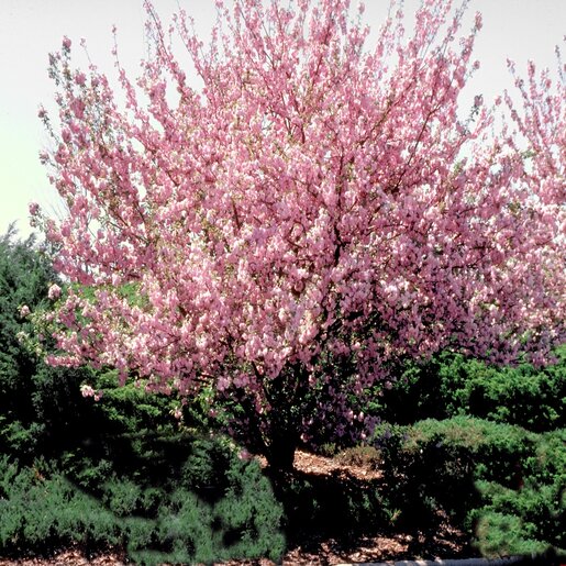 Prunus Serrulata Kwanzan Flowering Cherry | SiteOne