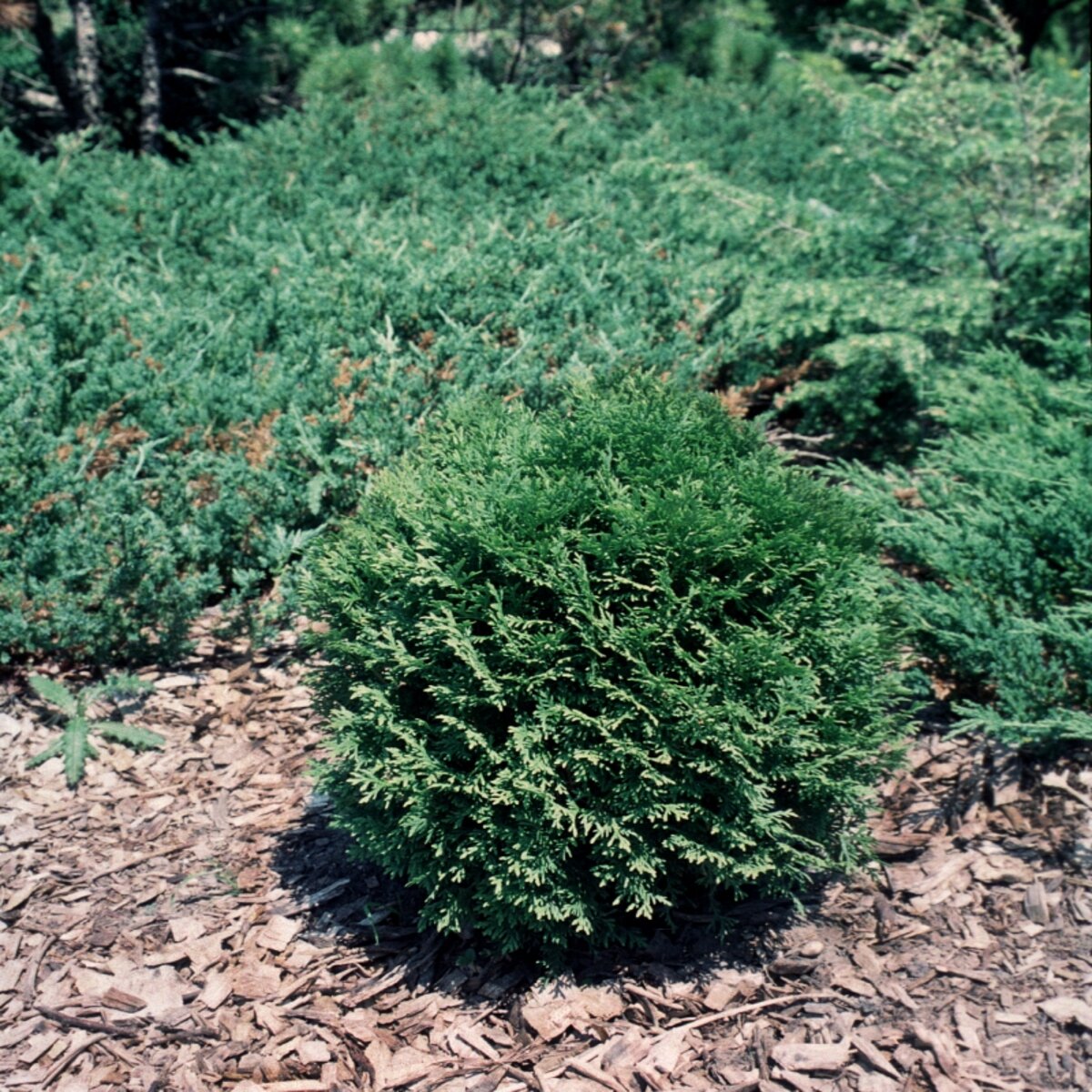 Thuja Occidentalis Little Giant Arborvitae | SiteOne US