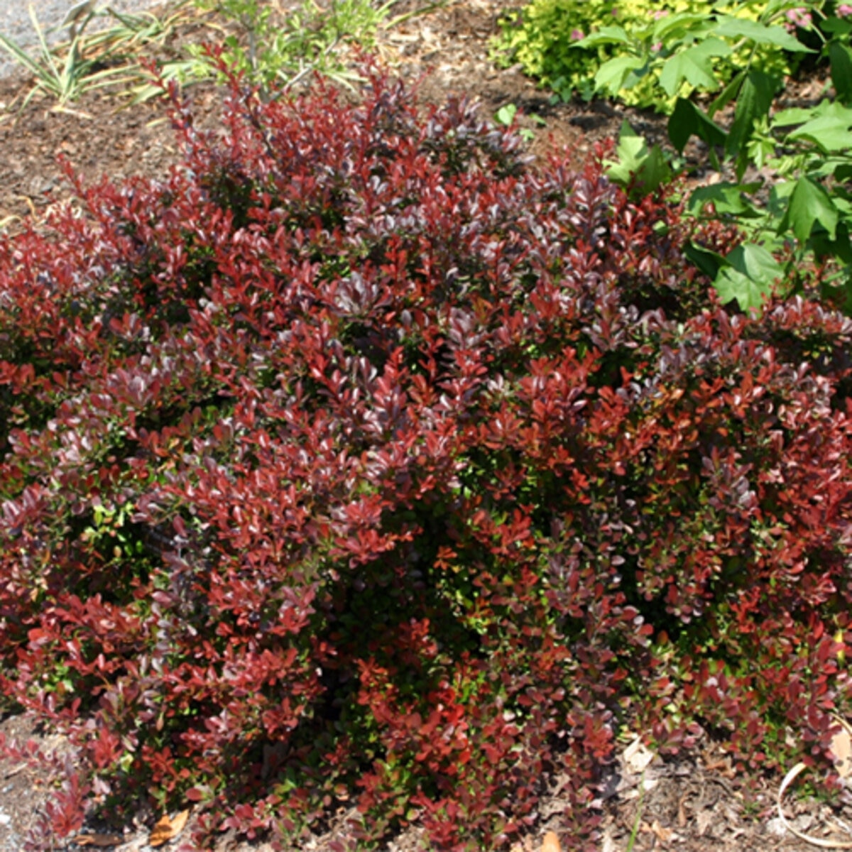 Berberis Thunbergii var. Atropurpurea Cherry Bomb Japanese Barberry ...