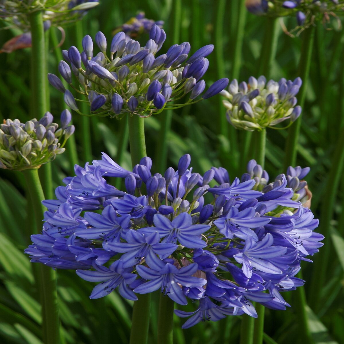 Agapanthus x Midknight Blue Monrovia African Lily | SiteOne US