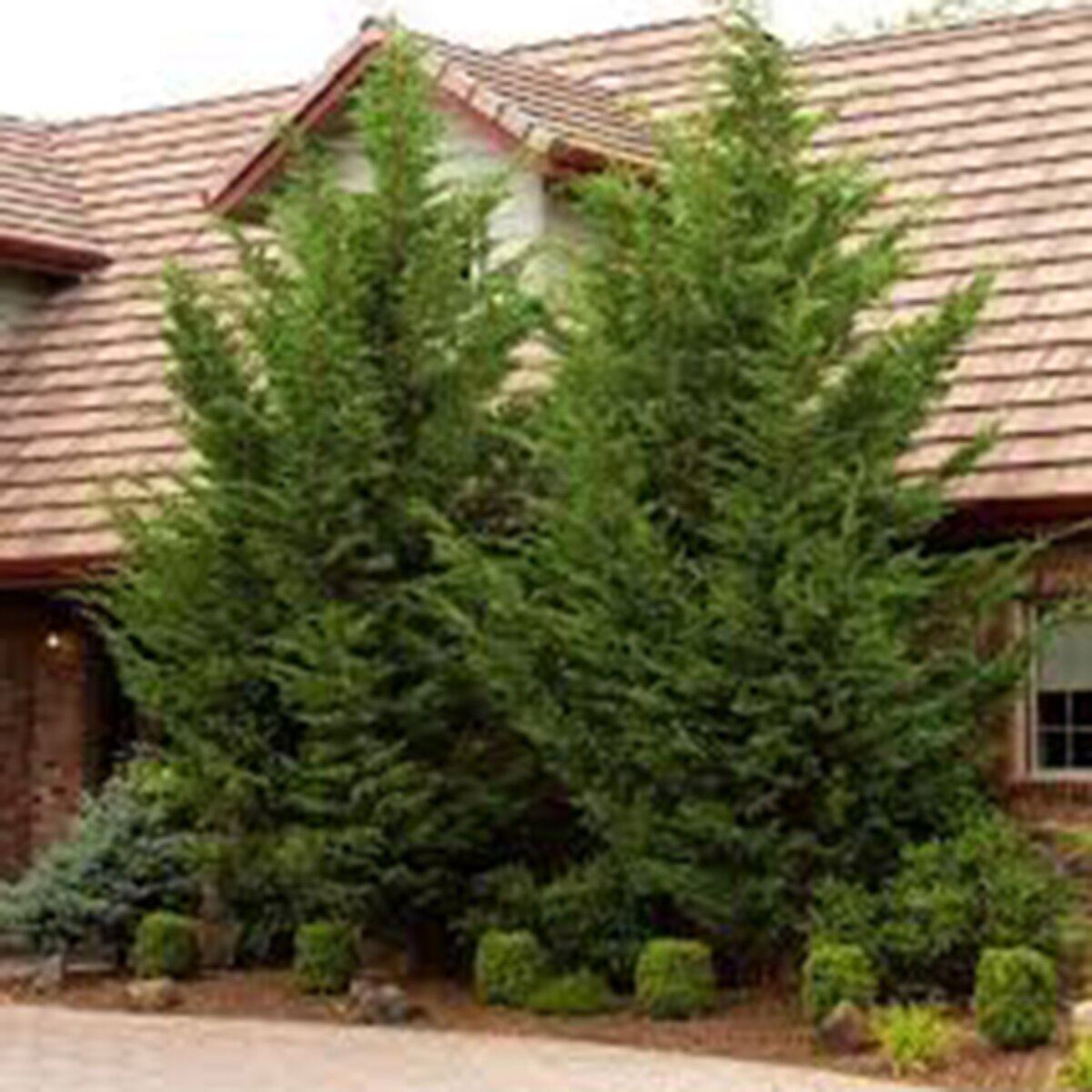 Cupressocyparis leylandii Emerald Isle Monrovia Leyland Cypress ...