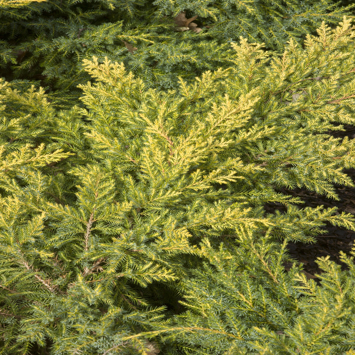 Juniperus X Daub's Frosted Juniper | SiteOne US