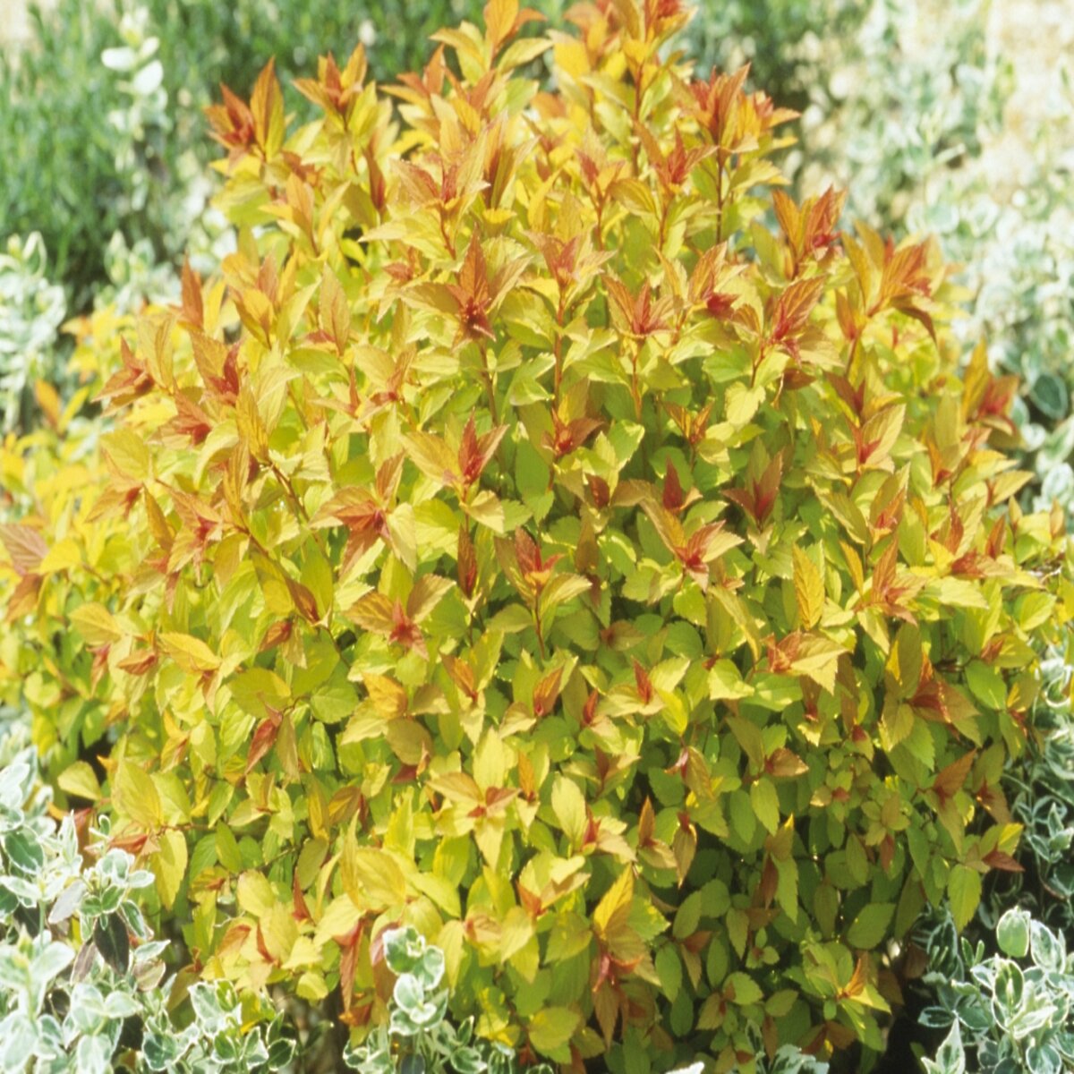 Spiraea Japonica Magic Carpet Japanese Spirea | SiteOne US