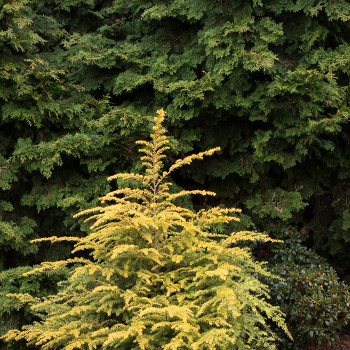 Tsuga canadensis Golden Duke Monrovia Hemlock | SiteOne US
