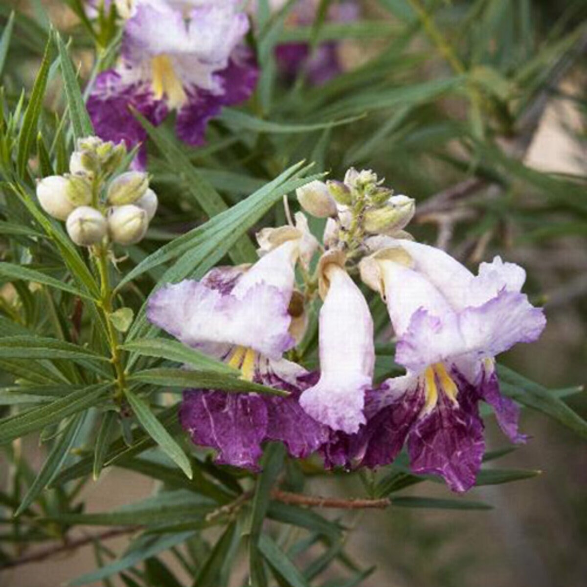 Chilopsis linearis Timeless Beauty Monrovia Desert Willow | SiteOne US