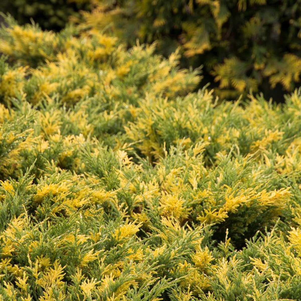 Juniperus Horizontalis Jazzy Jewel Creeping Juniper | SiteOne US