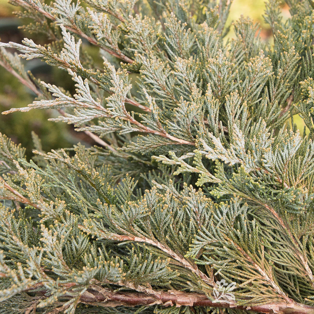 Juniperus scopulorum Burly Blue Monrovia Juniper | SiteOne US