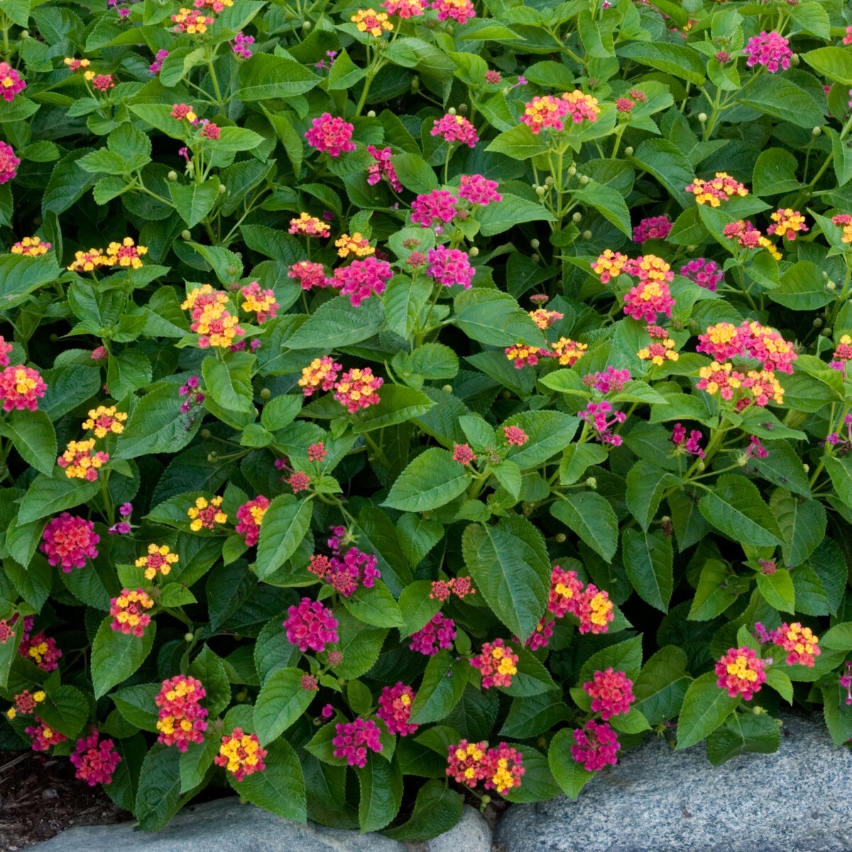 Lantana camara Teenie Genie Monrovia Lantana | SiteOne US