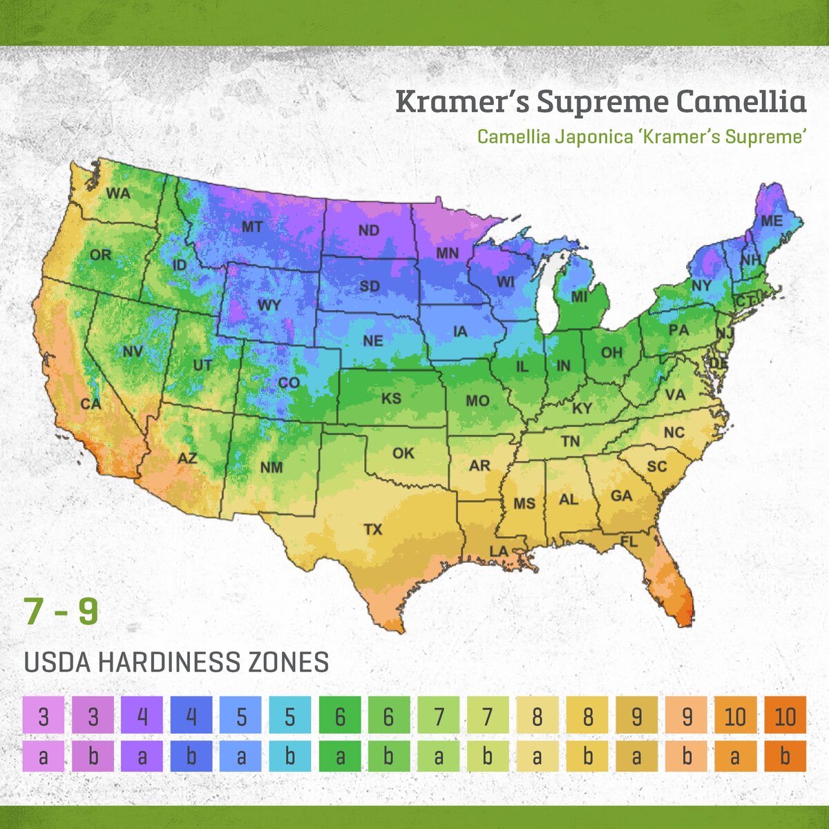 Camellia Japonica Kramer's Supreme Camellia | SiteOne US
