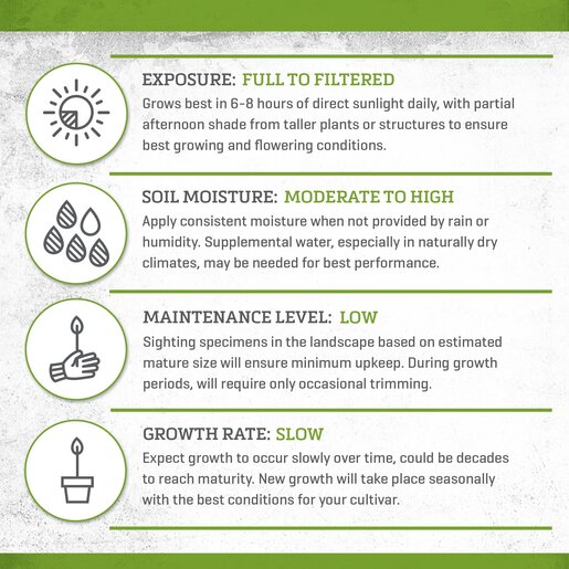 Ilex Glabra Compacta Inkberry Holly | SiteOne US