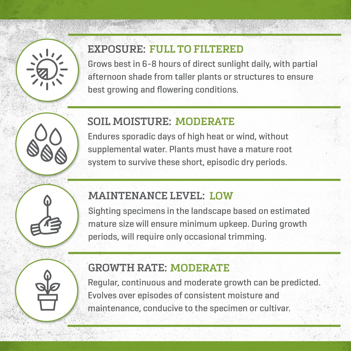 Taxus x media H.M. Eddie Yew | SiteOne US