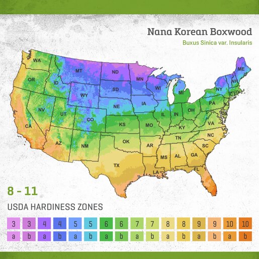 Buxus Sinica var. Insularis Nana Korean Boxwood | SiteOne US
