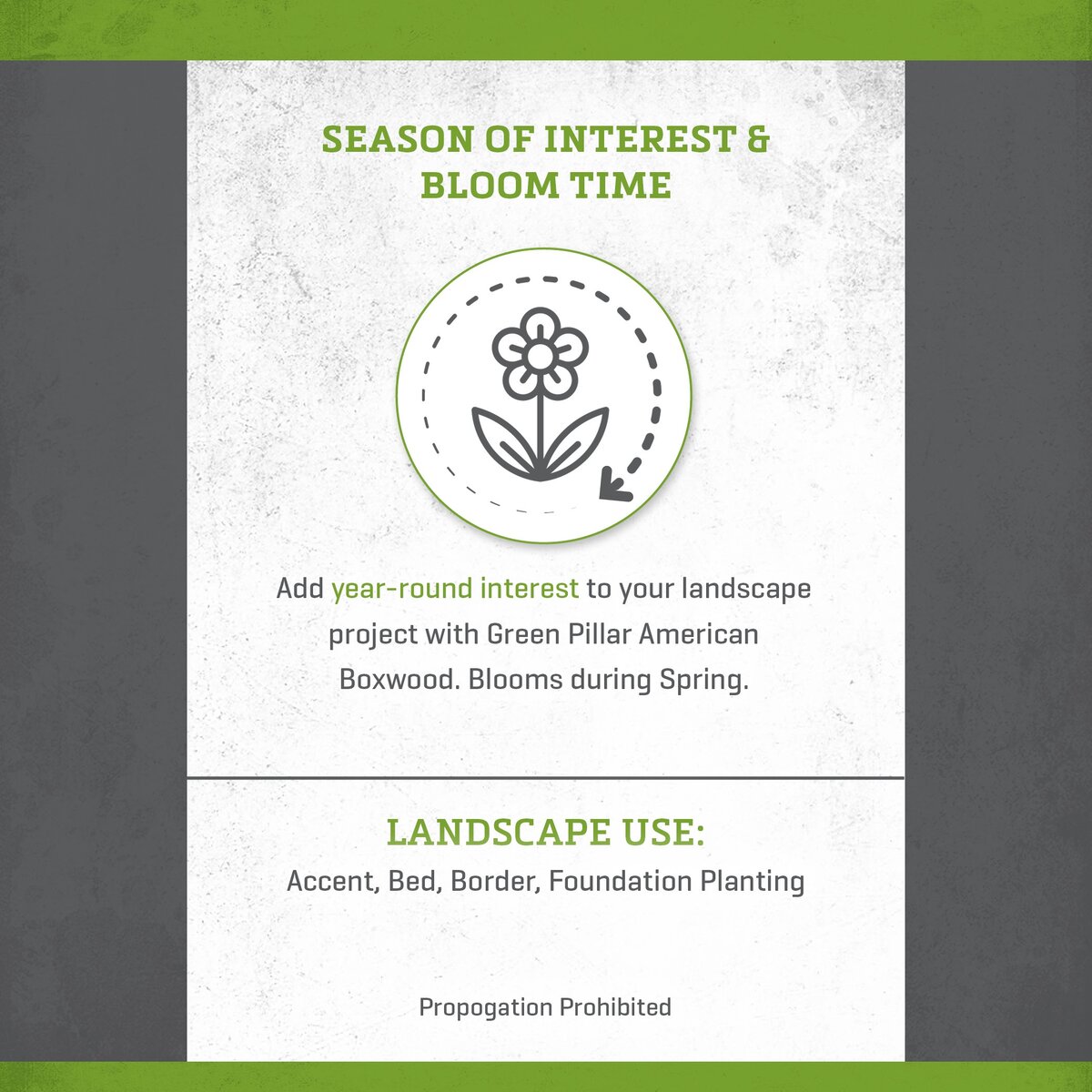 Buxus Sempervirens Green Pillar American Boxwood | SiteOne US