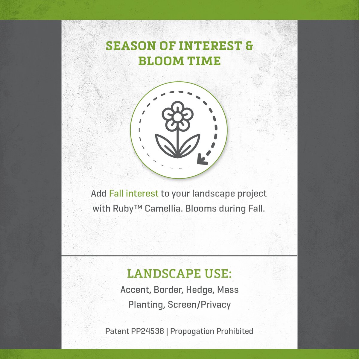 Camellia Sasanqua October Magic Ruby Camellia | SiteOne US