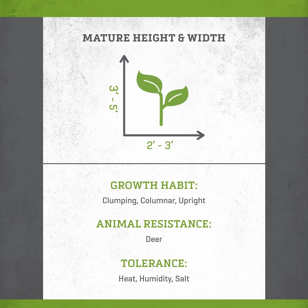 Podocarpus Macrophyllus Pringles Yew Plum Pine | SiteOne US