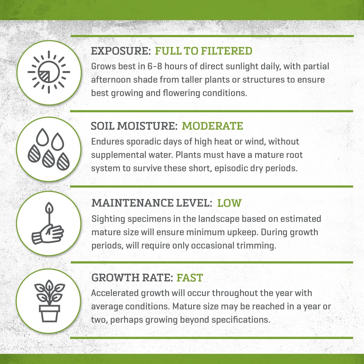 Viburnum Awabuki Chindo Sweet Viburnum | SiteOne US