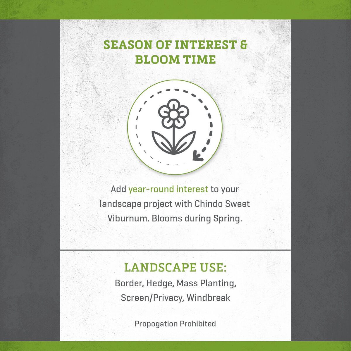 Viburnum Awabuki Chindo Sweet Viburnum | SiteOne US