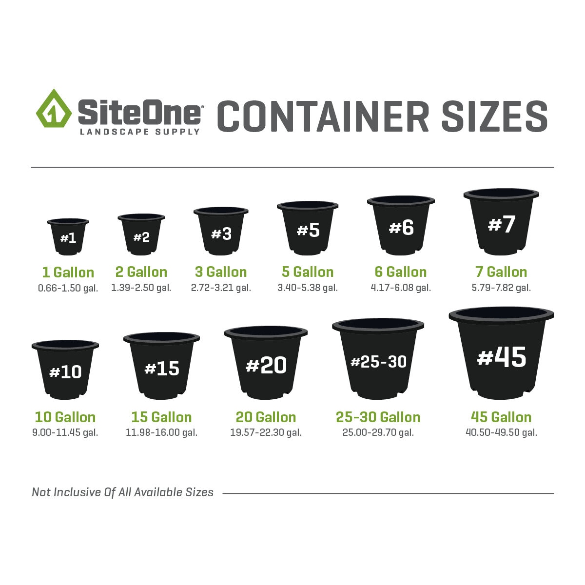 Picea Pungens Monty Blue Spruce | SiteOne US