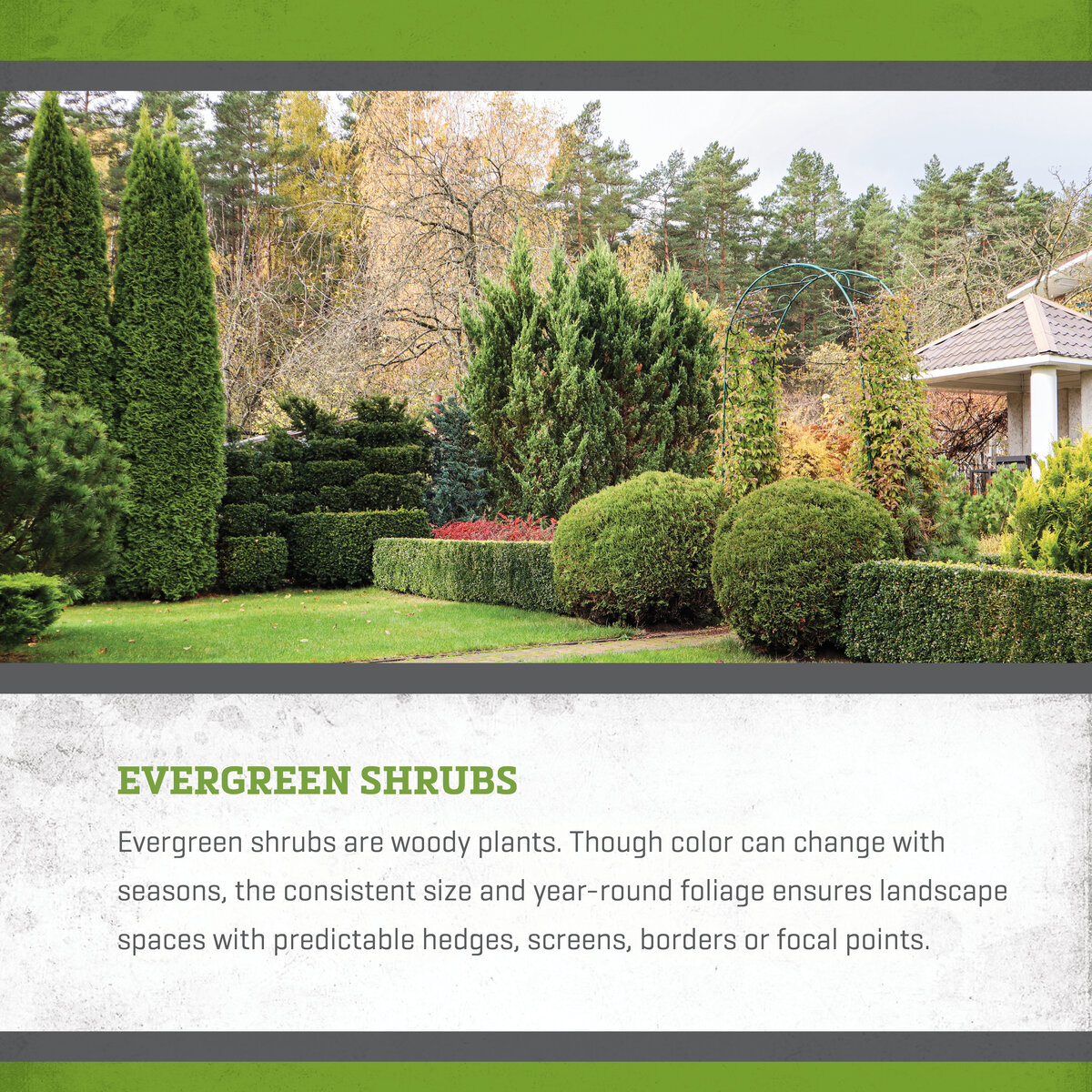 Illicium Parviflorum BananAppeal Anise | SiteOne US