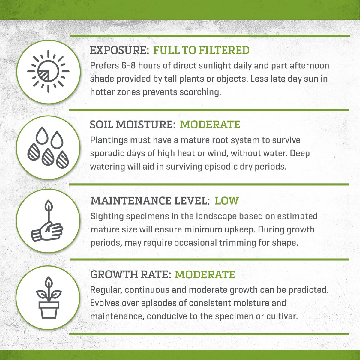 Viburnum Opulus Sterile Eastern Snowball | SiteOne US