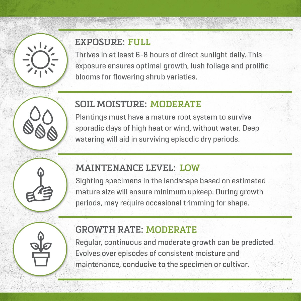 Lagerstroemia Indica Bellini Raspberry Crape Myrtle | SiteOne