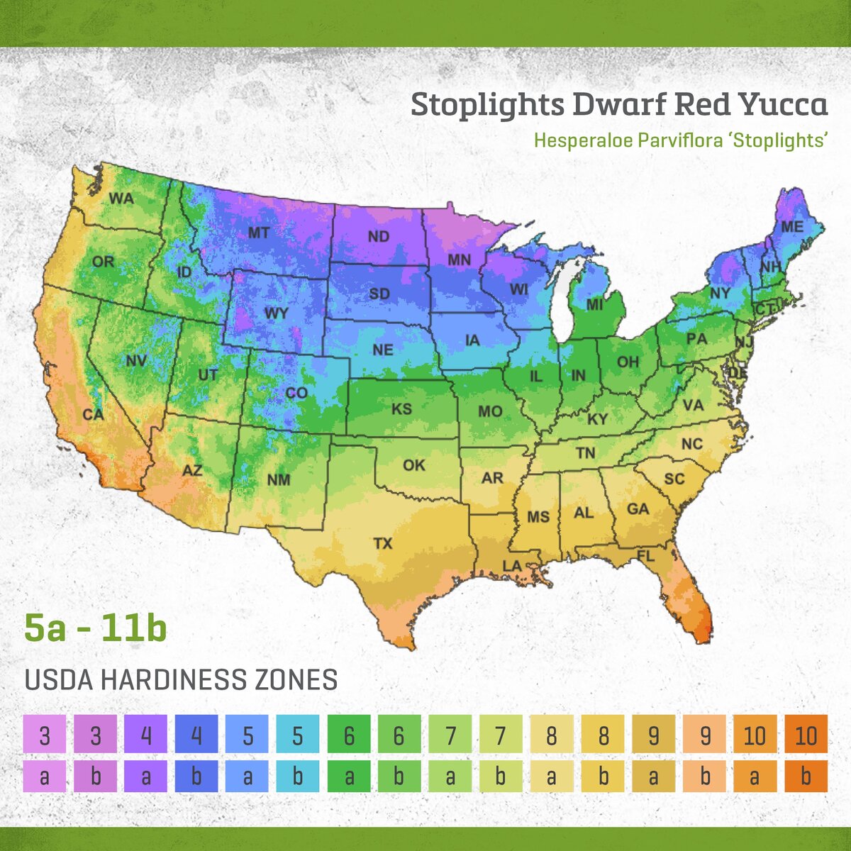 Hesperaloe Parviflora Stoplights Dwarf Red Yucca | SiteOne US