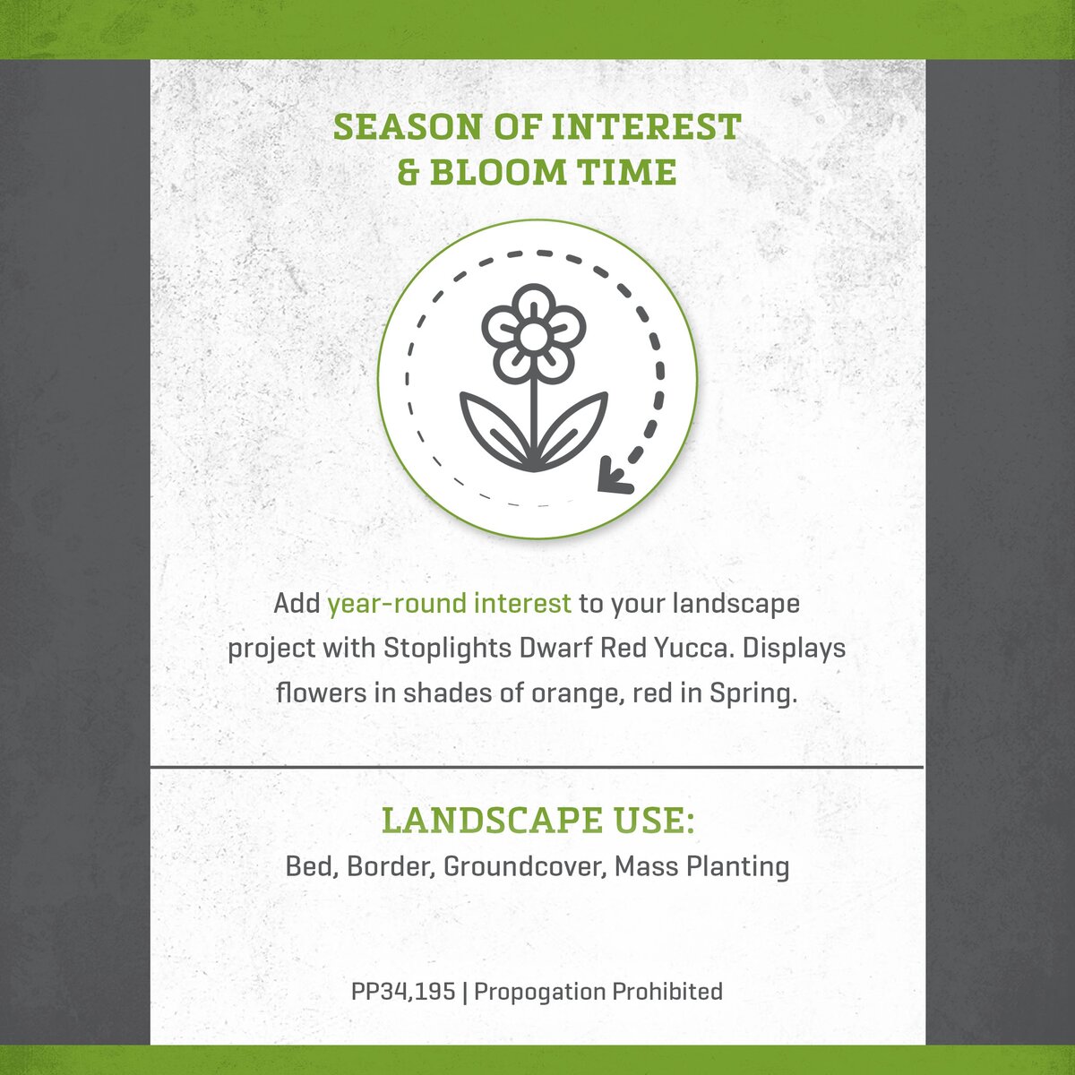 Hesperaloe Parviflora Stoplights Dwarf Red Yucca | SiteOne US