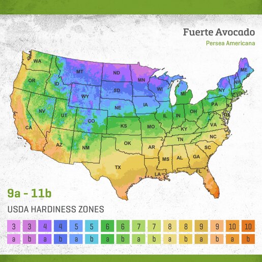 avocado zone 9a