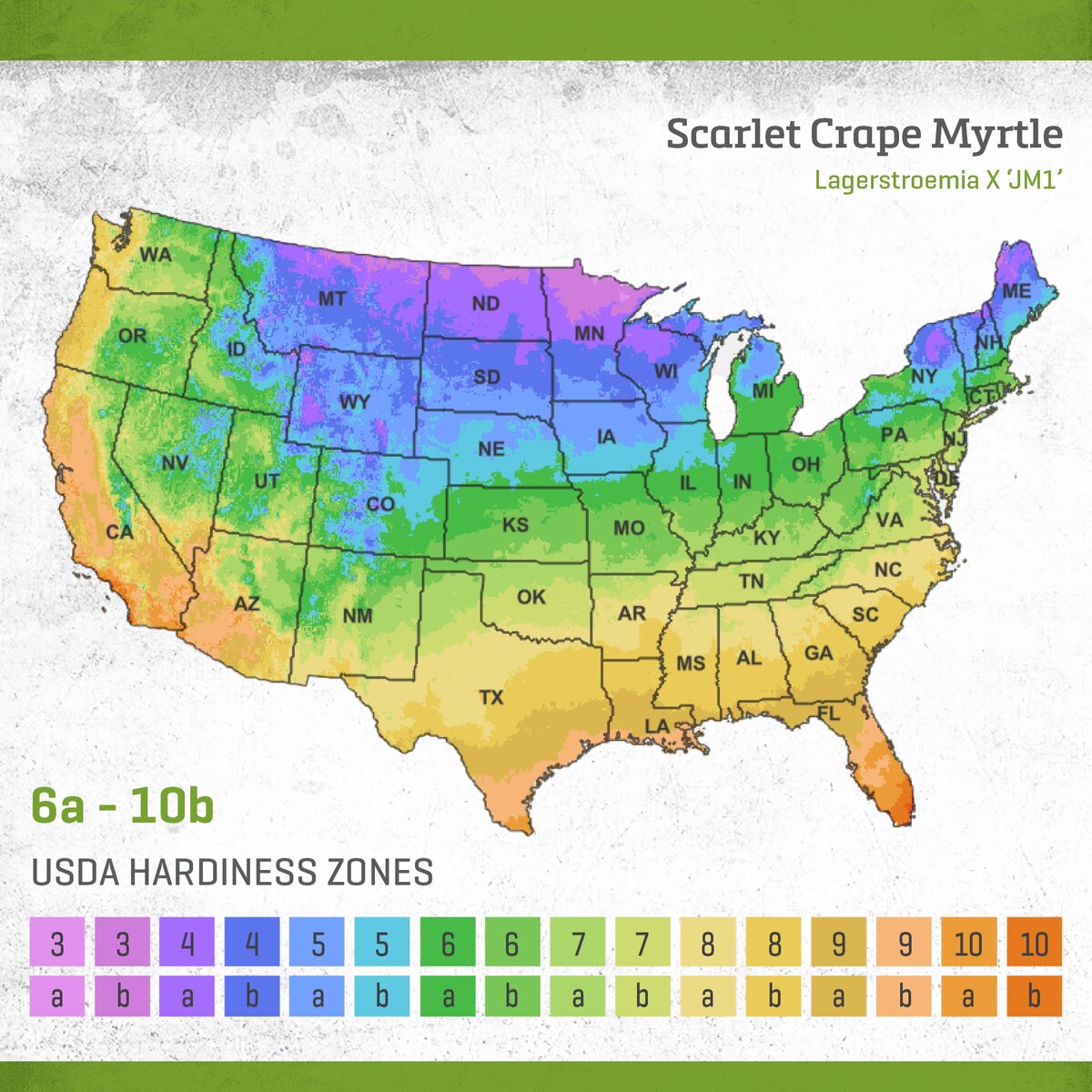 Lagerstroemia X Colorama Scarlet Crape Myrtle | SiteOne US