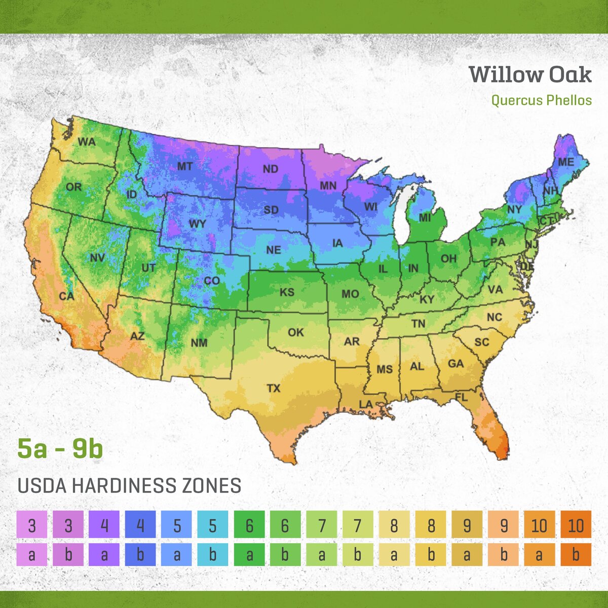Quercus phellos Willow Oak | SiteOne US