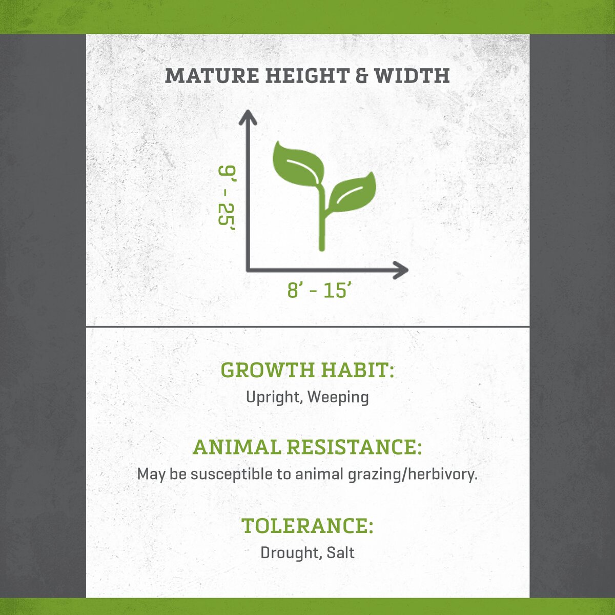 Duranta Erecta Variegata Variegated Sky Flower | SiteOne US