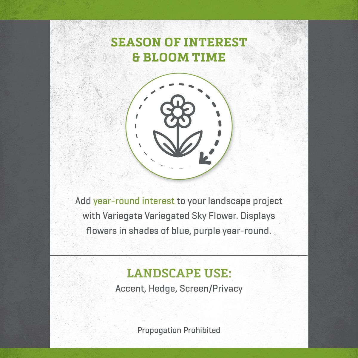 Duranta Erecta Variegata Variegated Sky Flower | SiteOne US