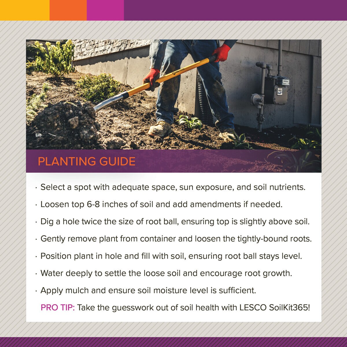 Buddleia Davidii Dapper Lavender Portfolio Butterfly Bush | SiteOne US