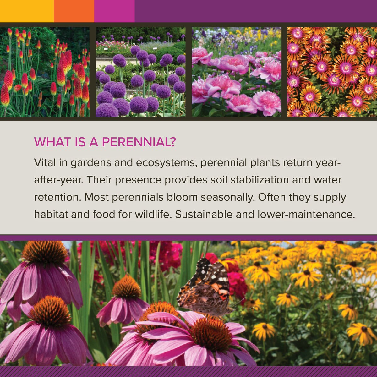 Coreopsis X UpTick Red Portfolio Tickseed | SiteOne US