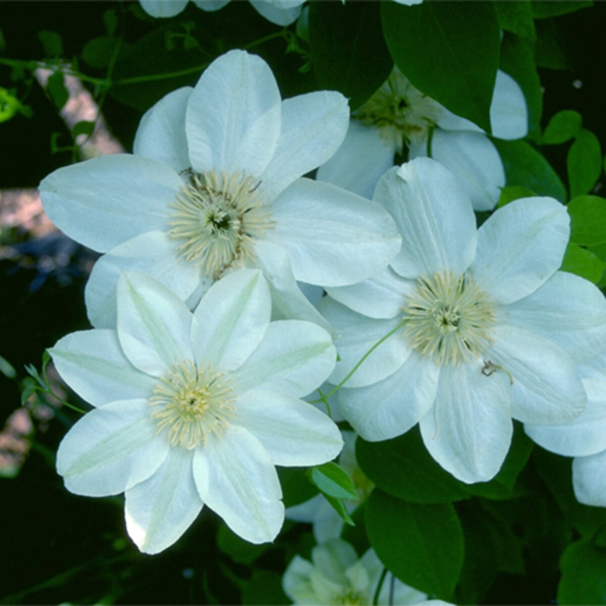 Clematis X Guernsey Cream Early Large-Flowered Clematis | SiteOne US
