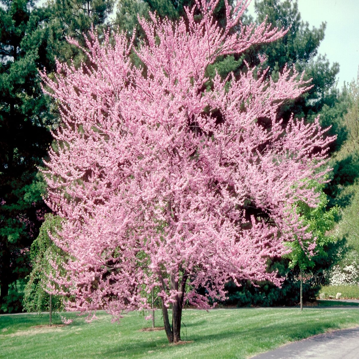 Cercis Canadensis Eastern Redbud | SiteOne