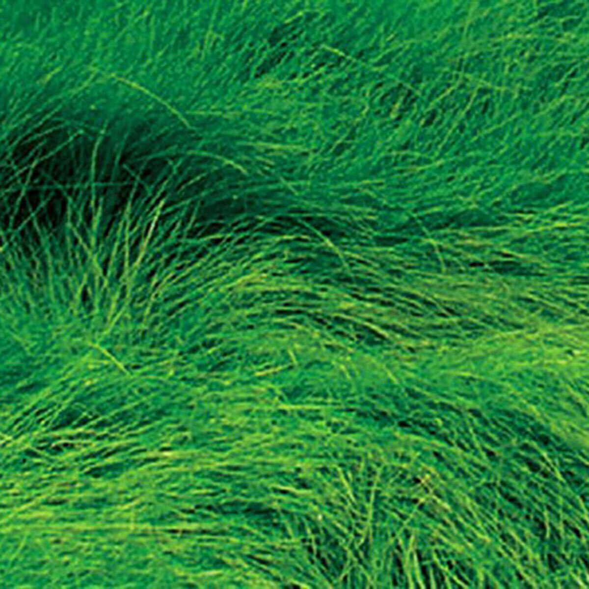 Fescue Sod Greenwave Creeping Red Fescue (per sq. ft.) | SiteOne US