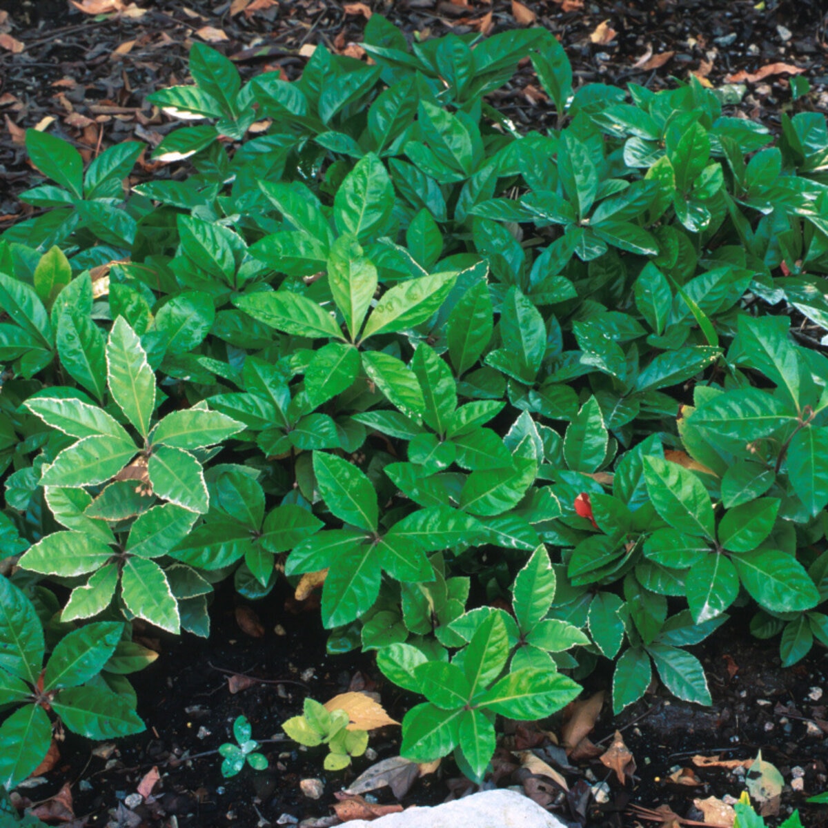 Ardisia Japonica Chirimen Marlberry | SiteOne US