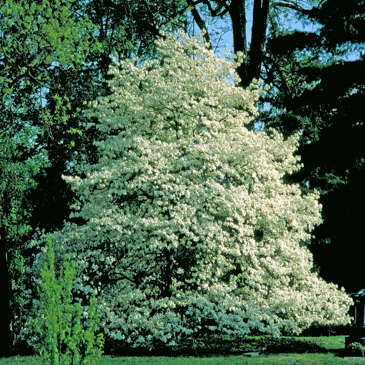 Cornus Florida Spring Grove Dogwood | SiteOne US