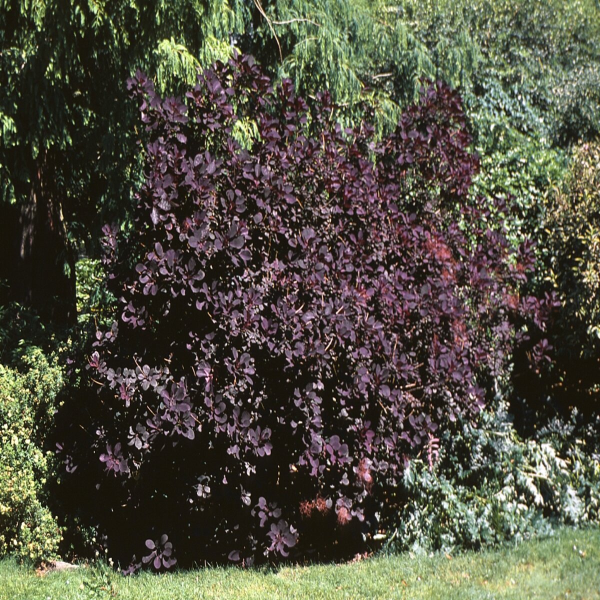Cotinus Coggygria Royal Purple Smoke Bush | SiteOne